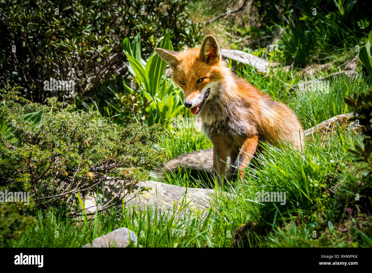 red fox in Gran Paradiso National Park, Aosta Valley, Italy Stock Photo ...