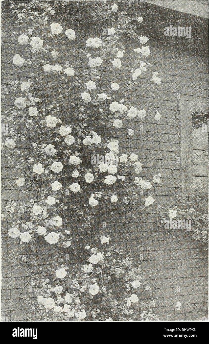 Lady victoria scott hi-res stock photography and images - Alamy