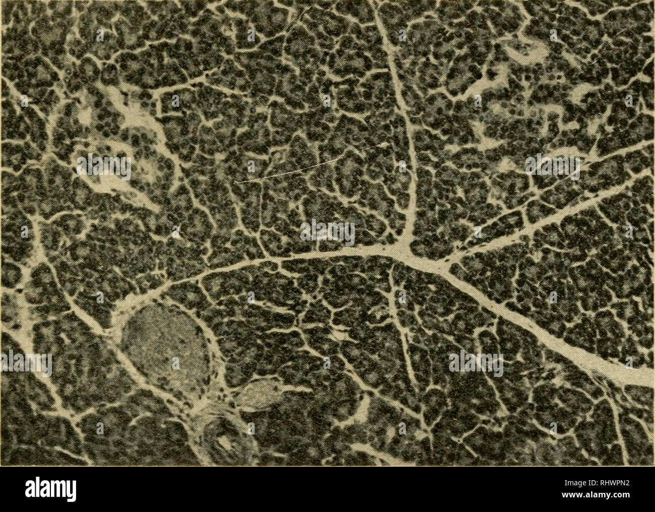 Ptyalin hi-res stock photography and images - Alamy