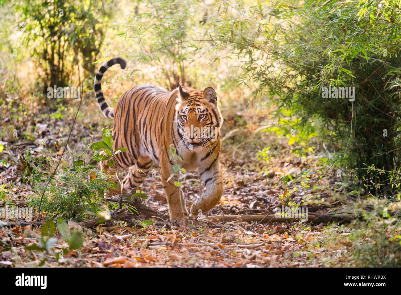 Tiger walking towards camera hi-res stock photography and images - Alamy