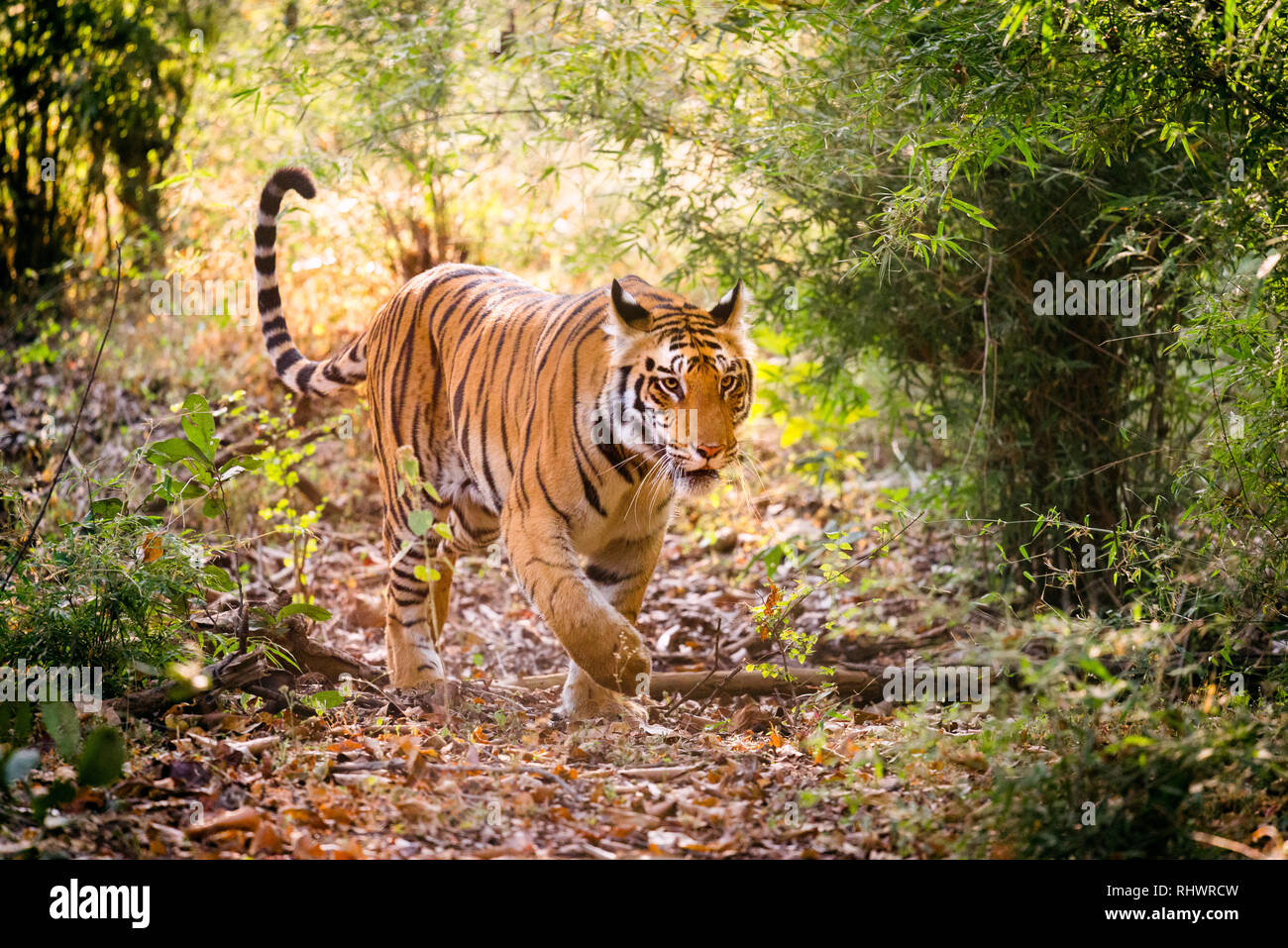 Tiger walking towards camera hi-res stock photography and images - Alamy
