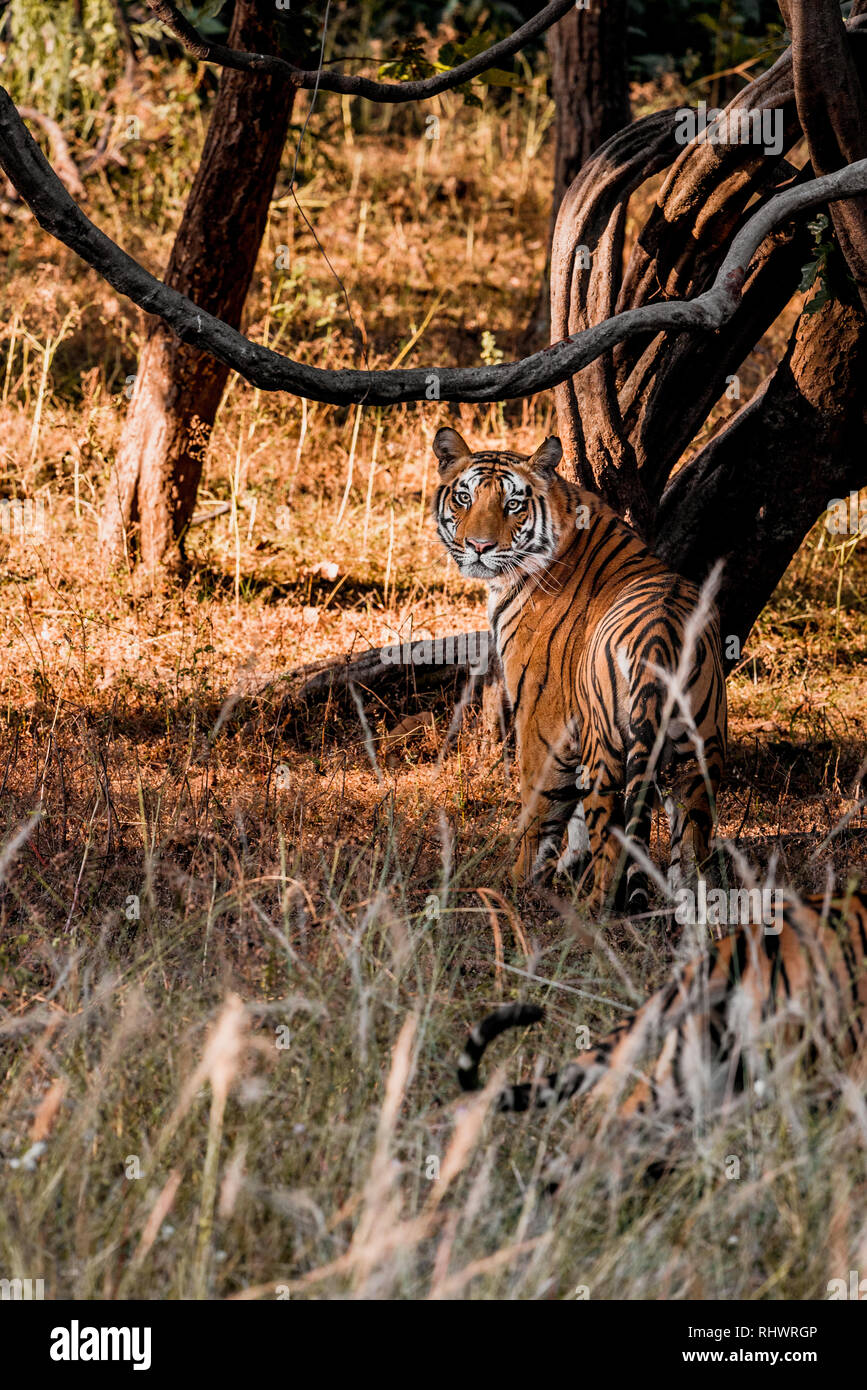 Bengal Tiger looking over his shoulder in Bandhavgarh National Park ...