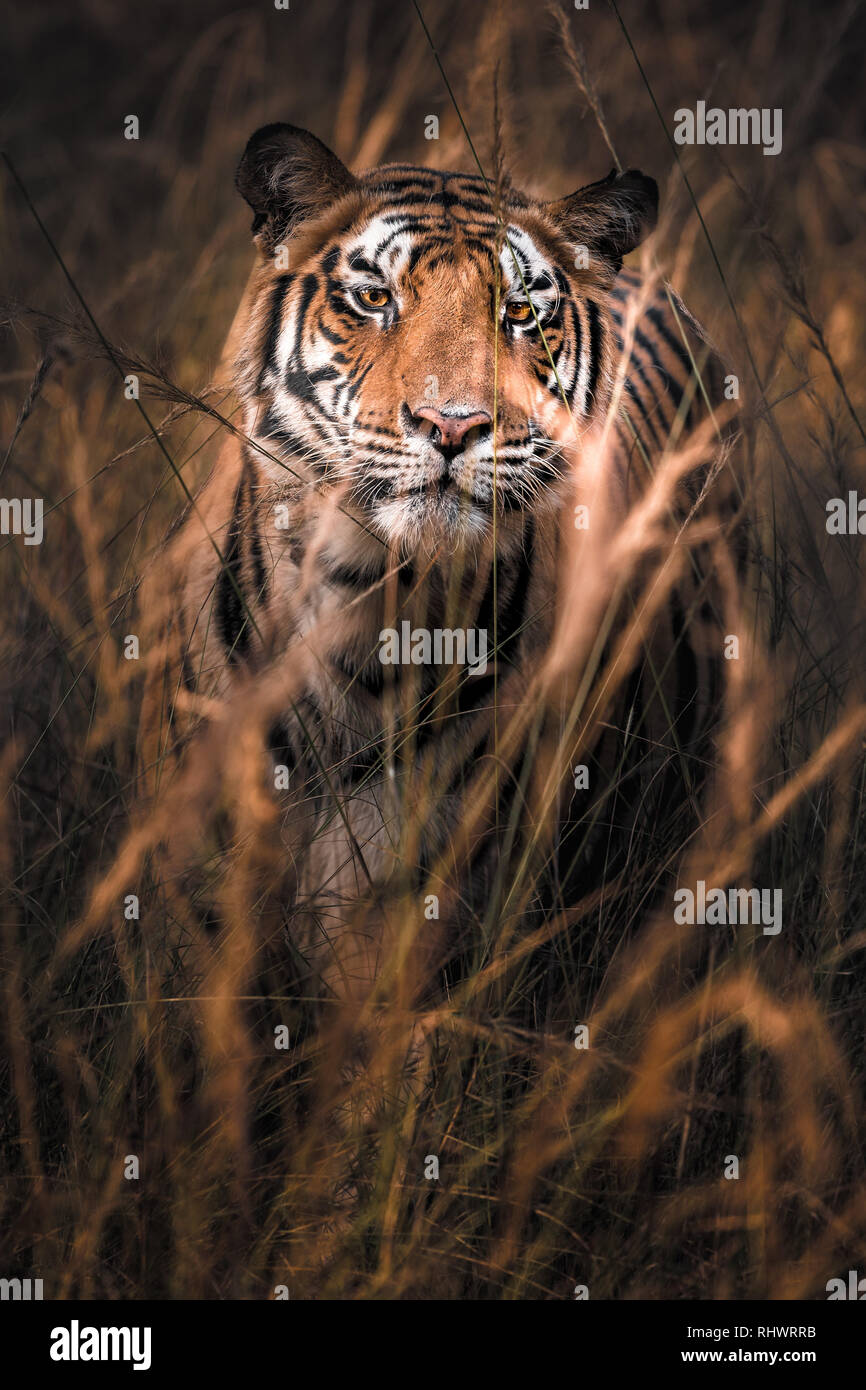 Tiger approaching wild animal hi-res stock photography and images - Alamy