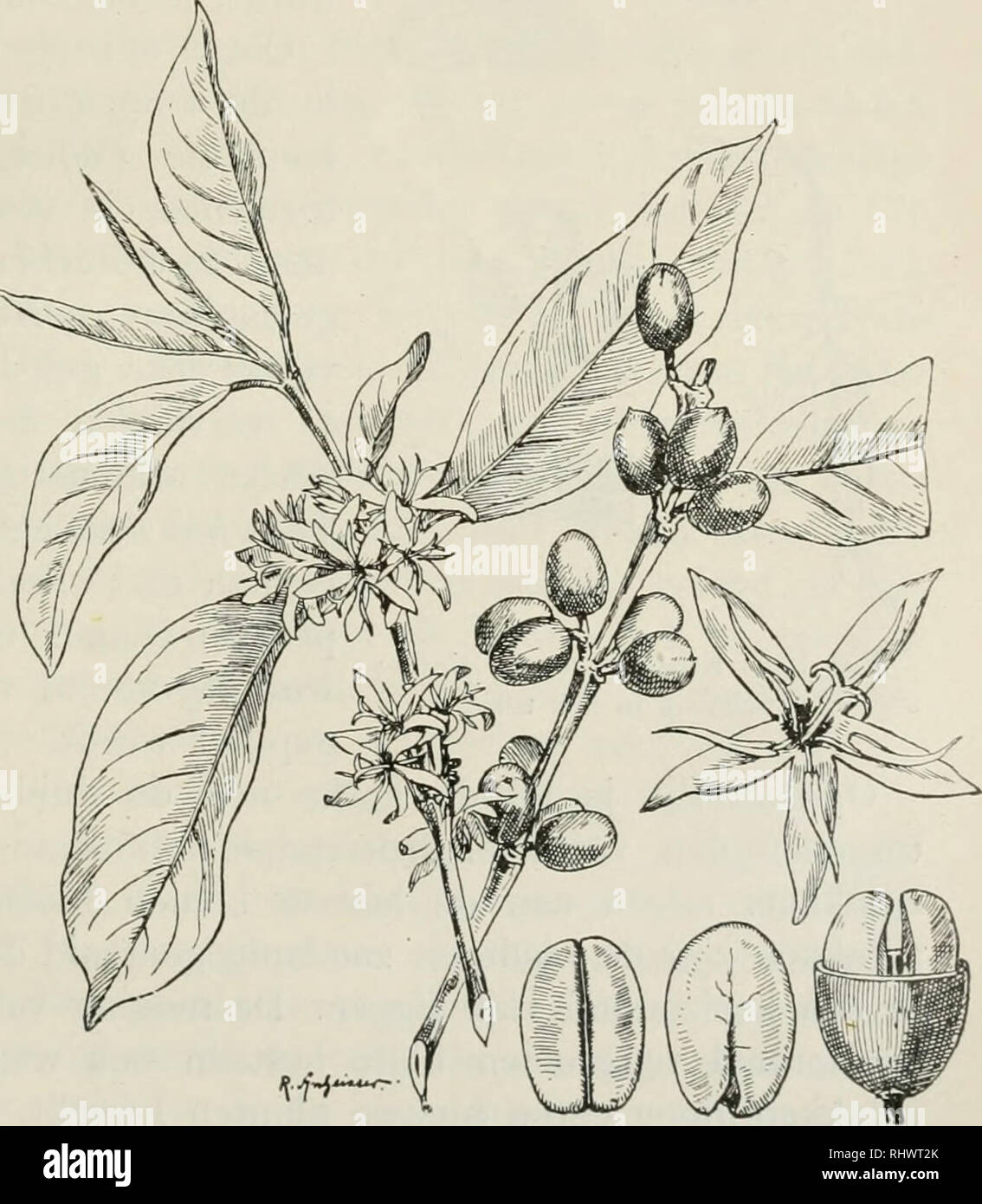 Helmknoppen hi-res stock photography and images - Alamy