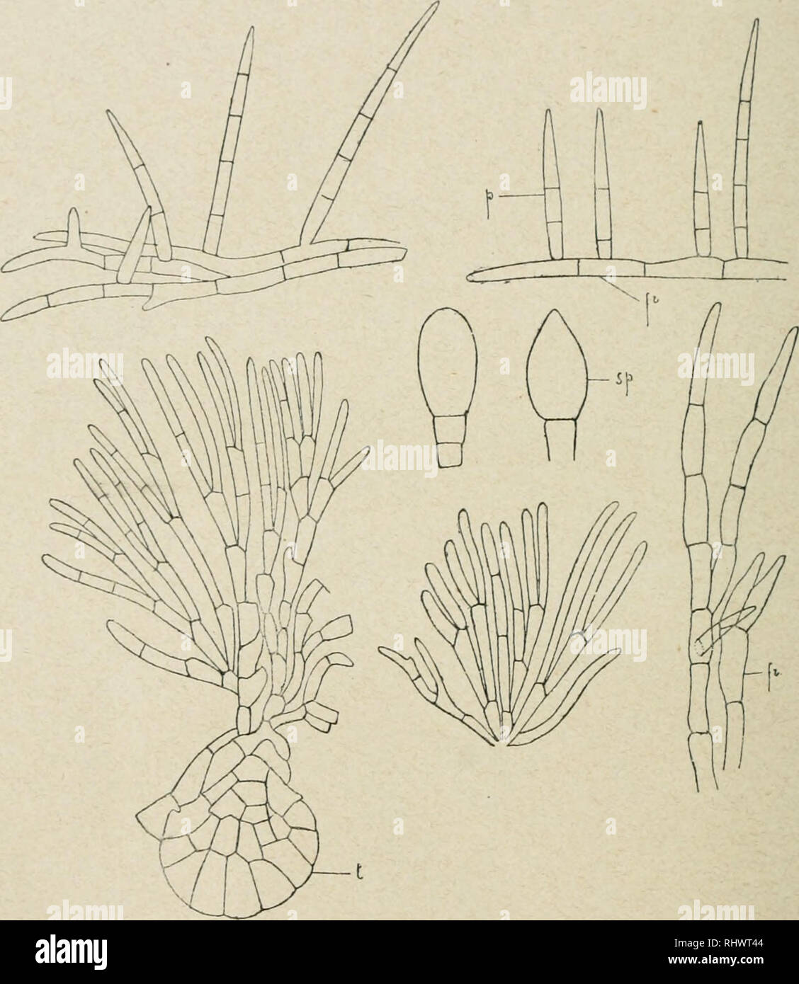 Rhizoides hi-res stock photography and images - Alamy