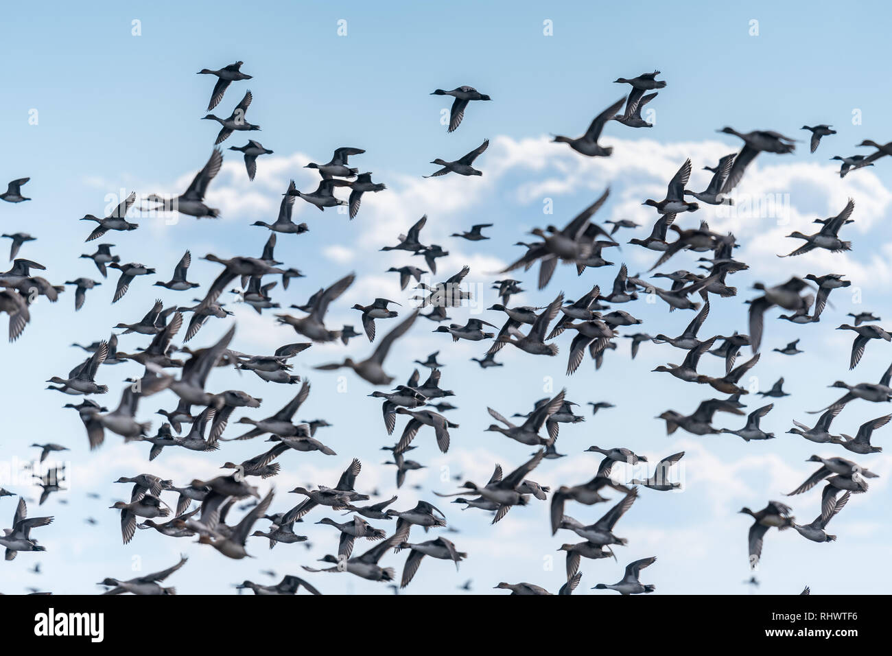 captured a swarm of flying ducks on Nemuro Peninsula Stock Photo - Alamy