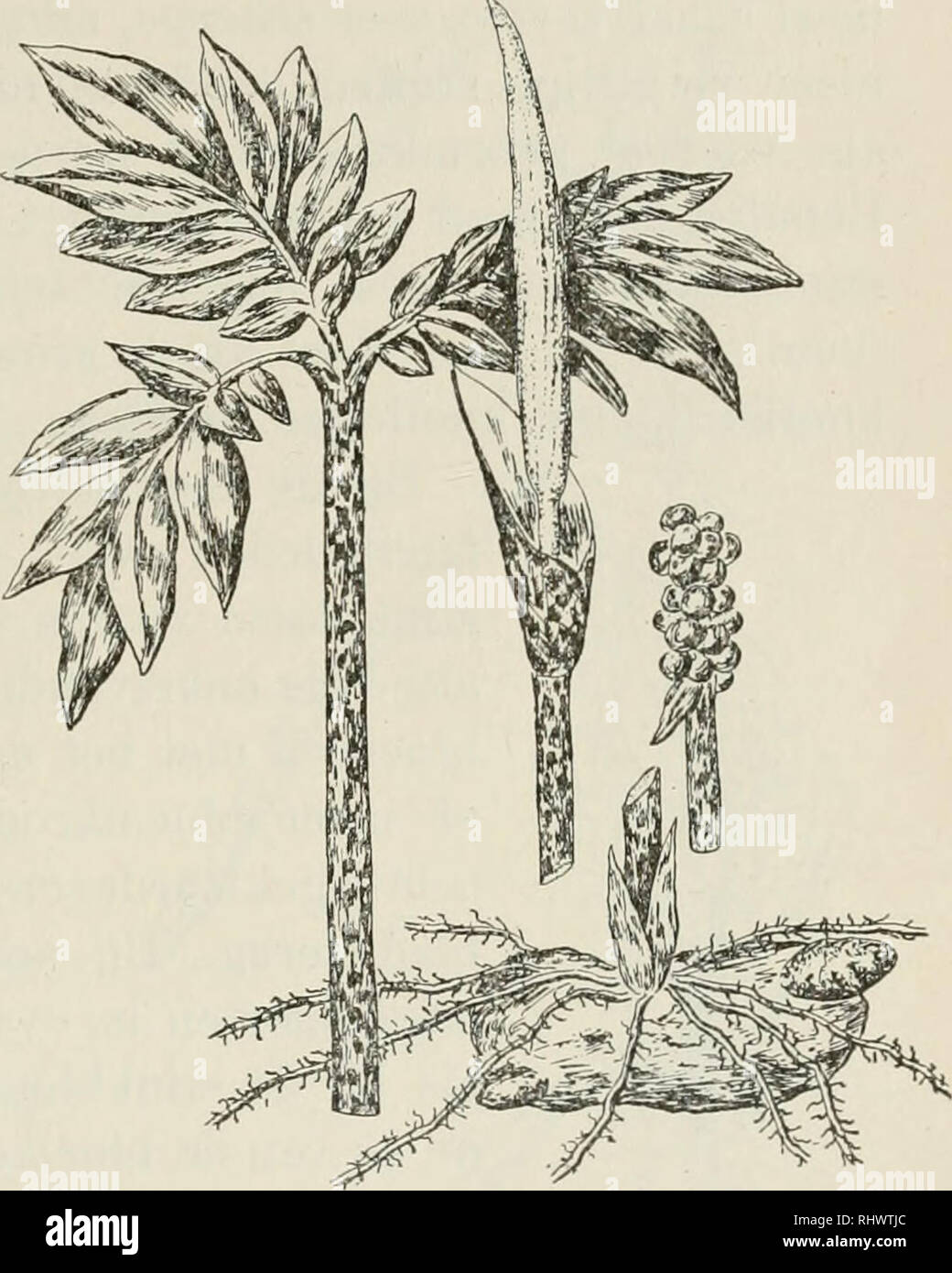 Stank plant hi-res stock photography and images - Alamy