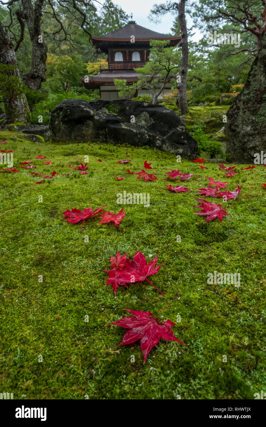 autumn leaves with Ginkakuji Temple Stock Photo - Alamy
