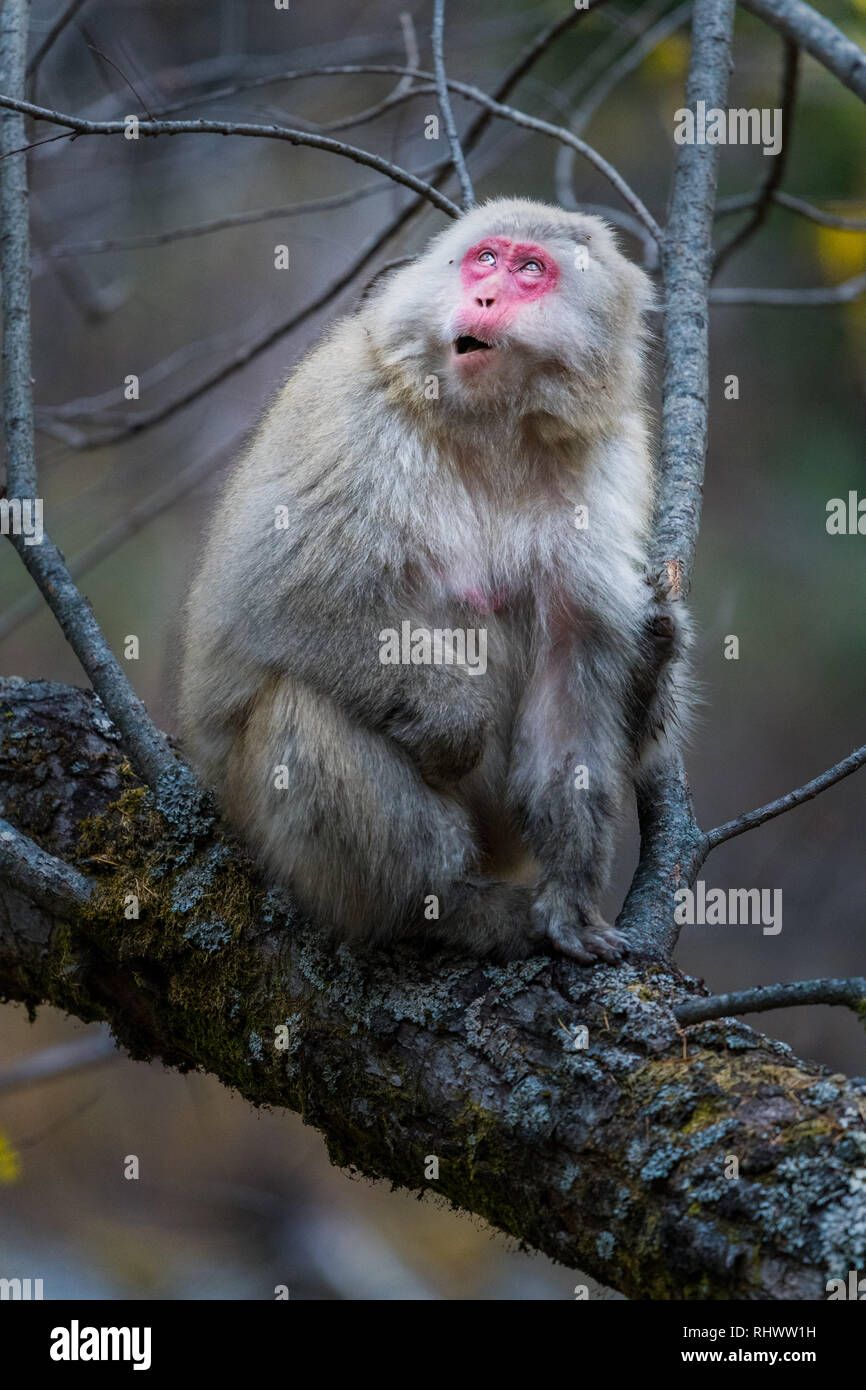 red faced Japanese macaque (Macaca fuscata) also known as snow monkey ...