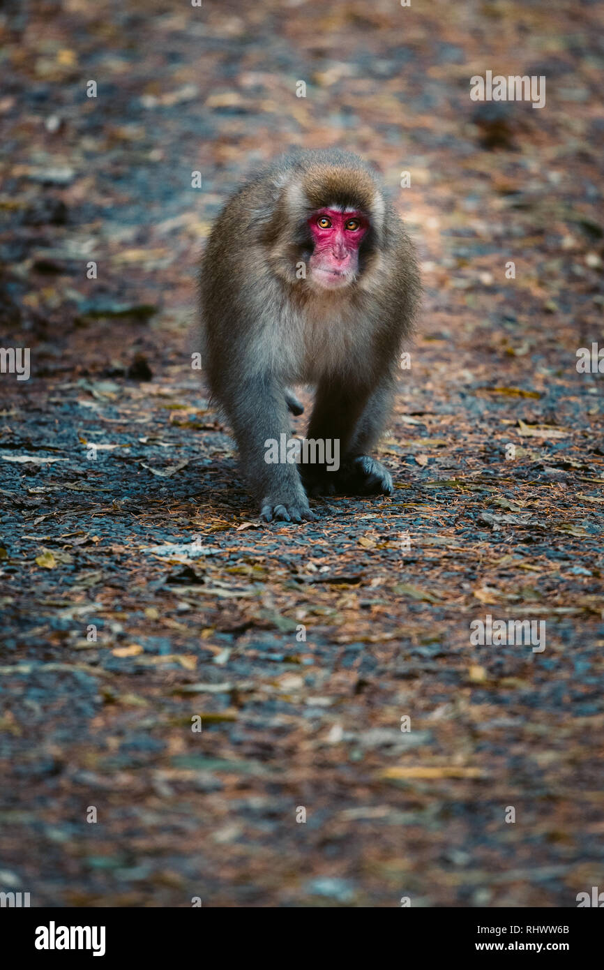 Japan alps national park hi-res stock photography and images - Alamy
