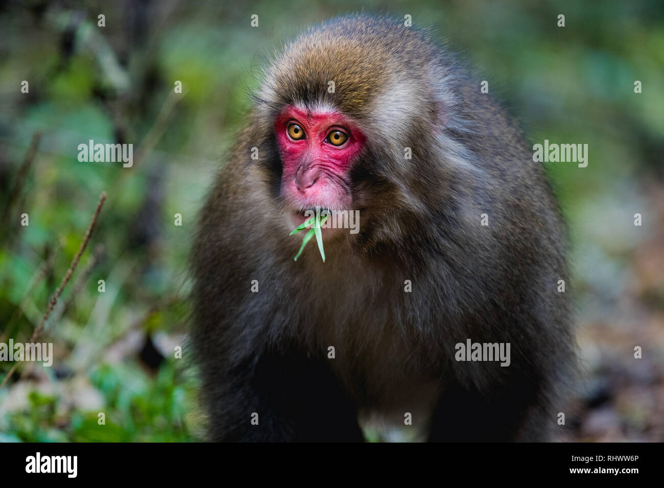 Red faced macaque hi-res stock photography and images - Alamy