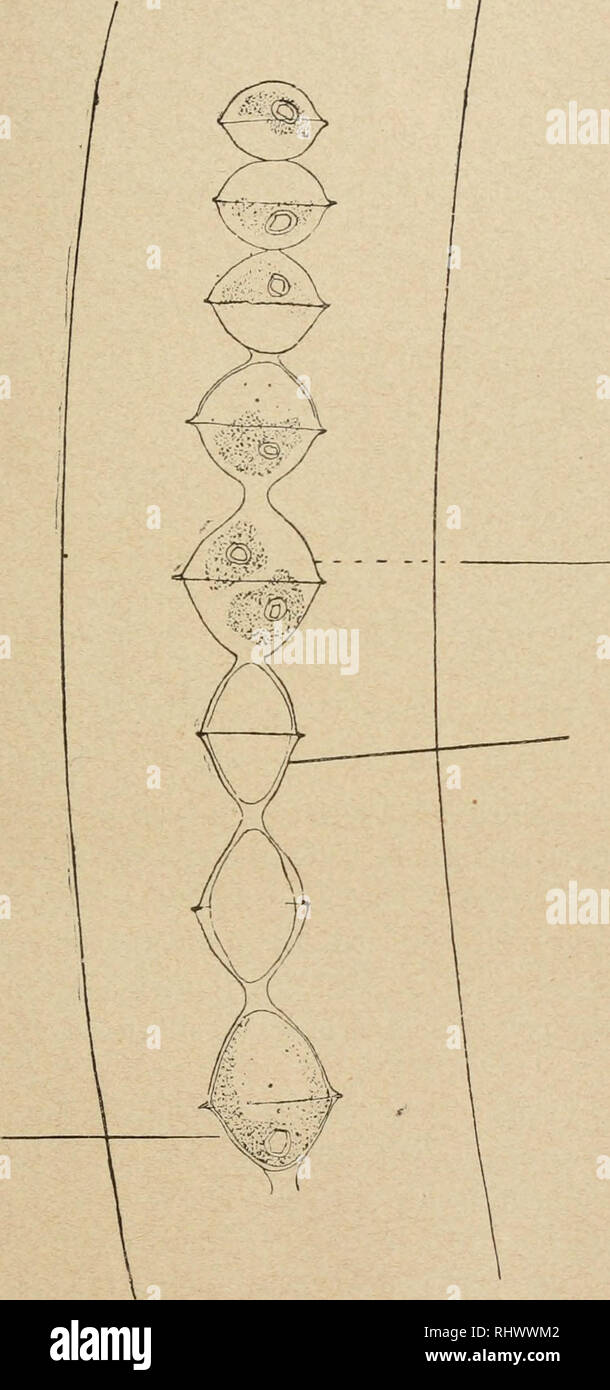 Membrane muqueuse hi-res stock photography and images - Alamy
