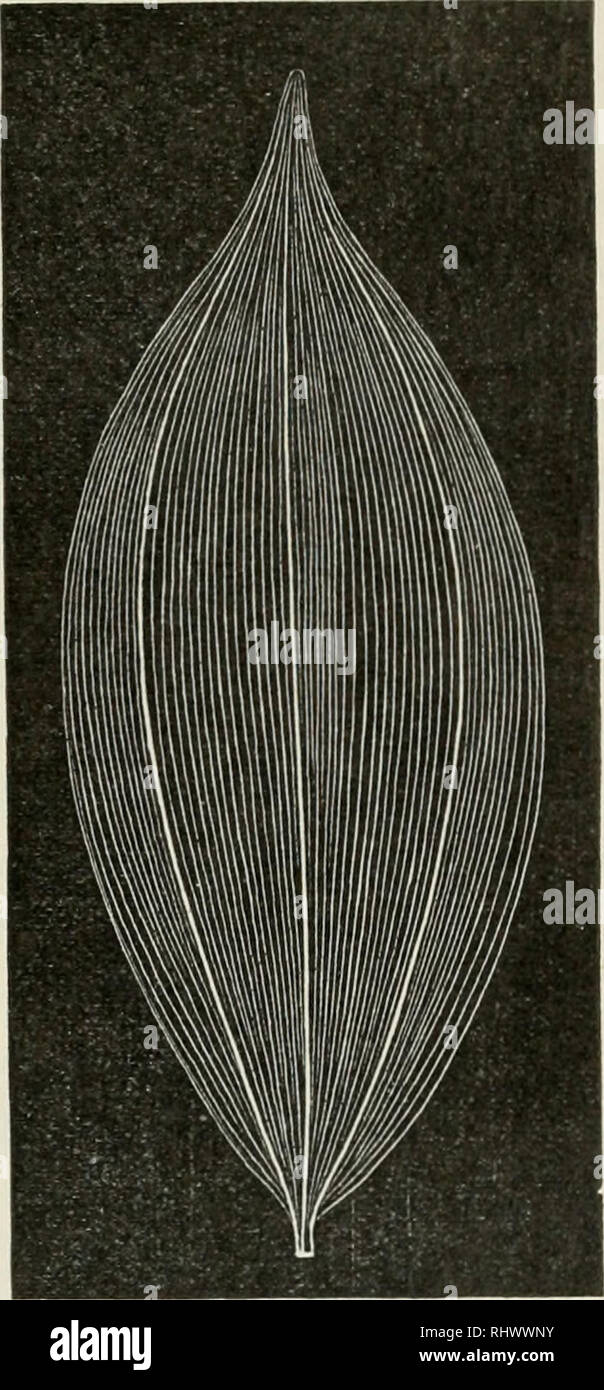 . Beknopt leerboek der plantkunde voor Nederlandsch-Indië. Plants. Fig ...