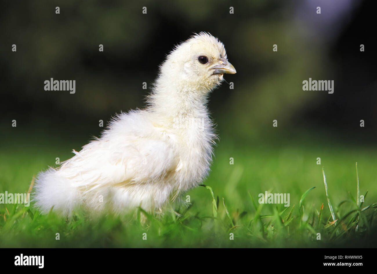 Cute baby chickens hi-res stock photography and images - Alamy
