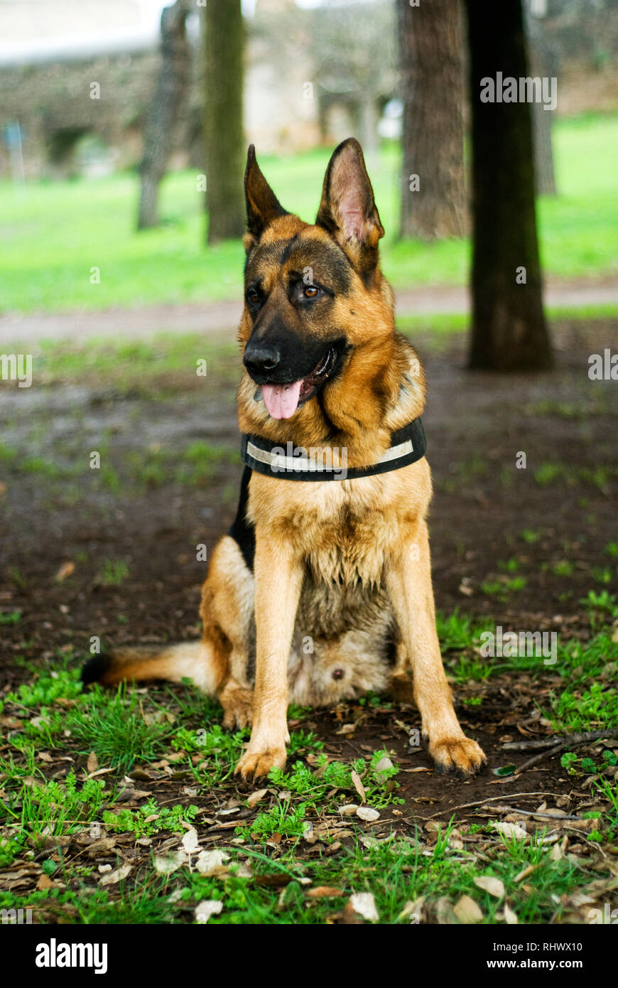 German shepherd dog at the park, in Rome Stock Photo - Alamy