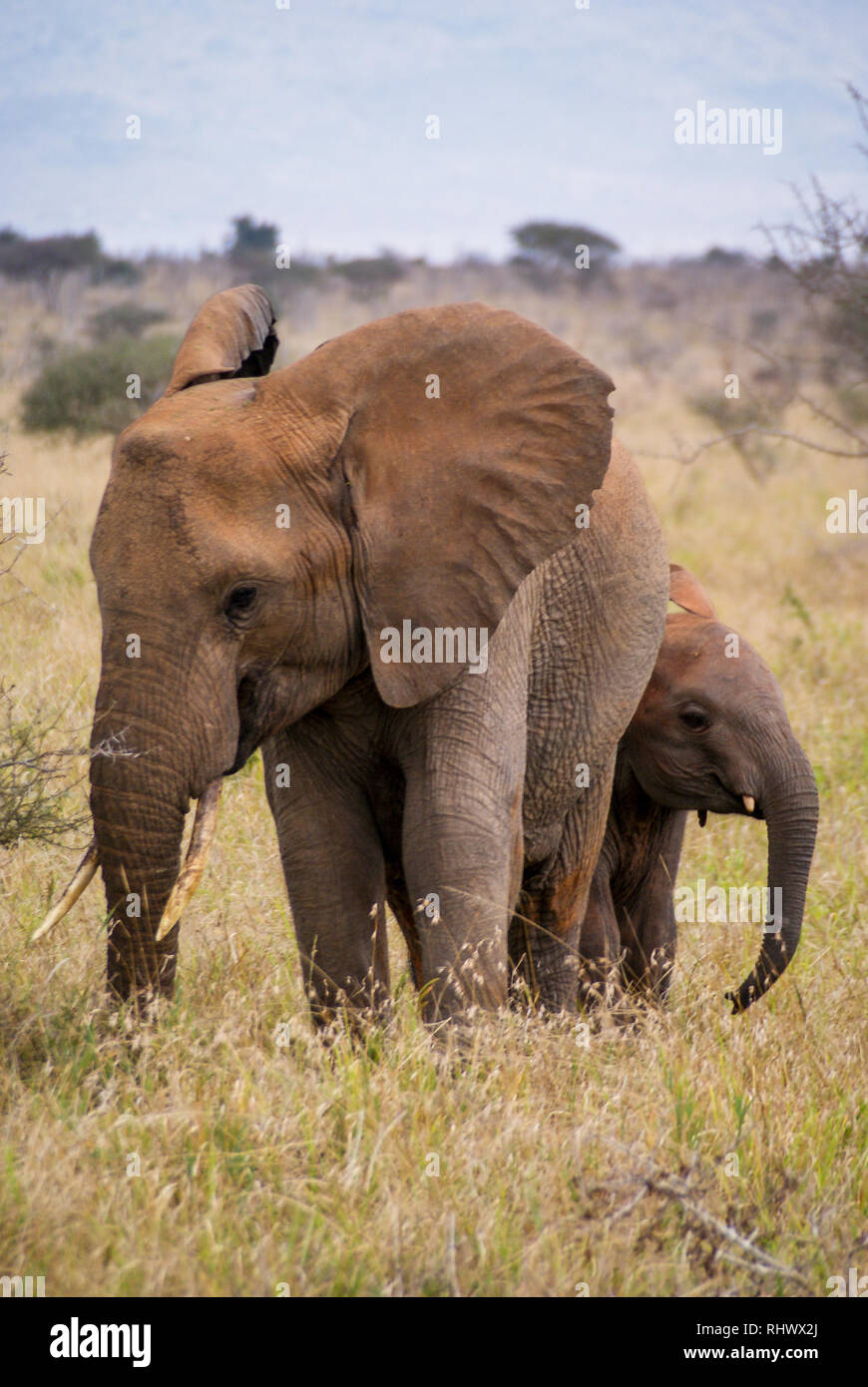 double elephant in Tsavo National Park Stock Photo - Alamy