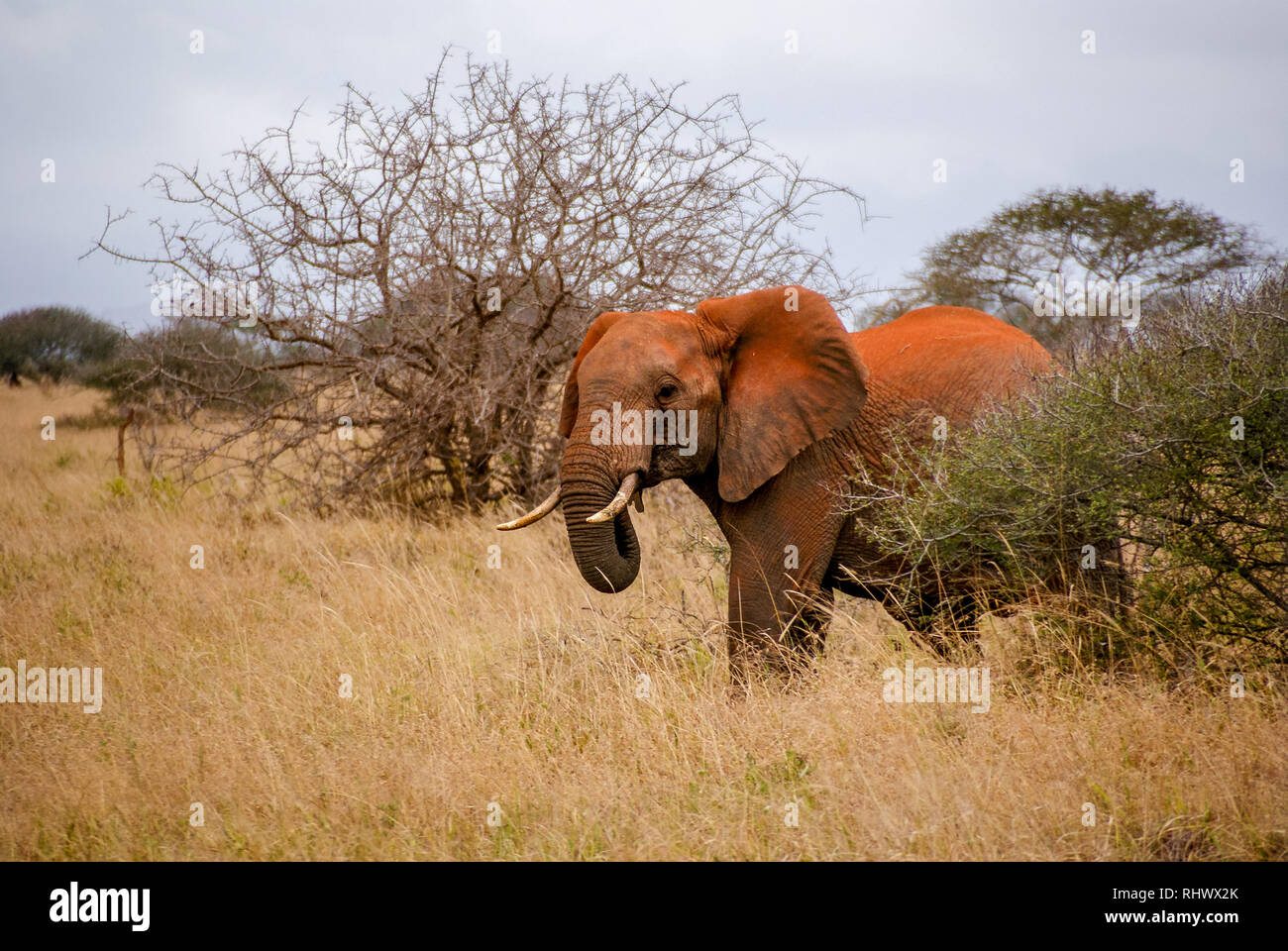 red elephant is a typical sighting in Tsavo National Park in Kenya ...
