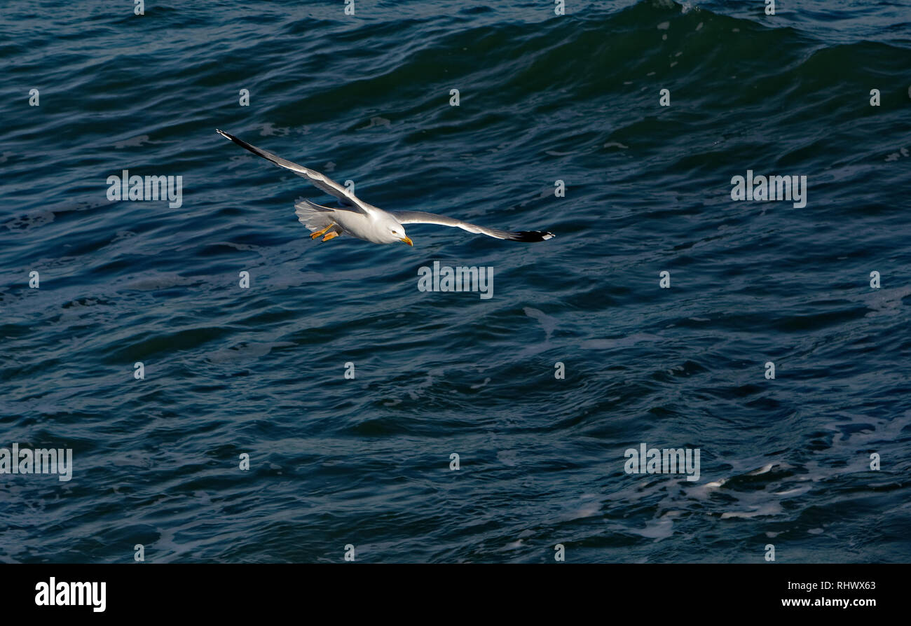 Constanta romania coast hi-res stock photography and images - Alamy