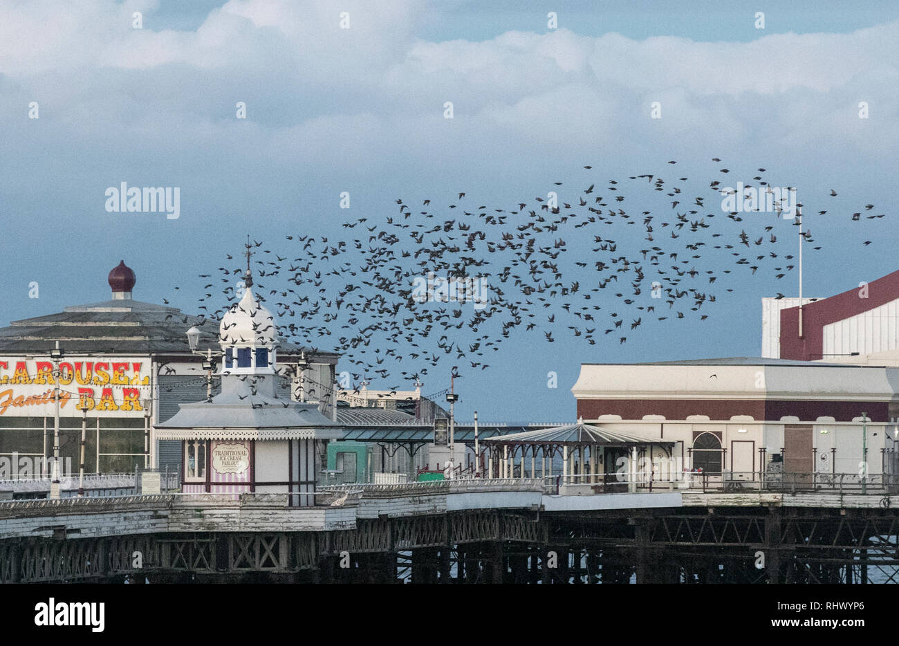 Flying bird taken from under hi-res stock photography and images - Alamy