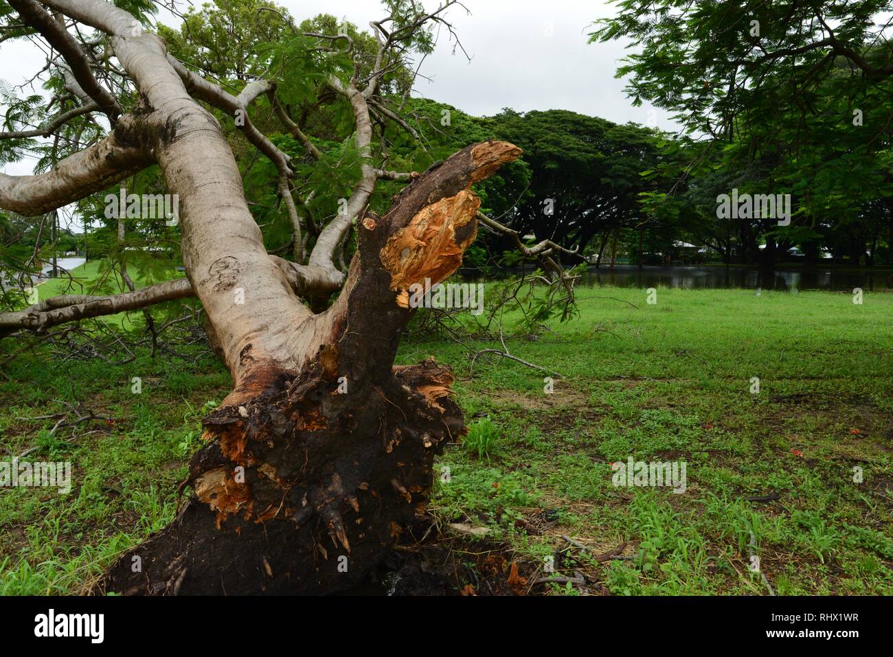 A tree that fell down due to waterlogged soils hi-res stock photography ...