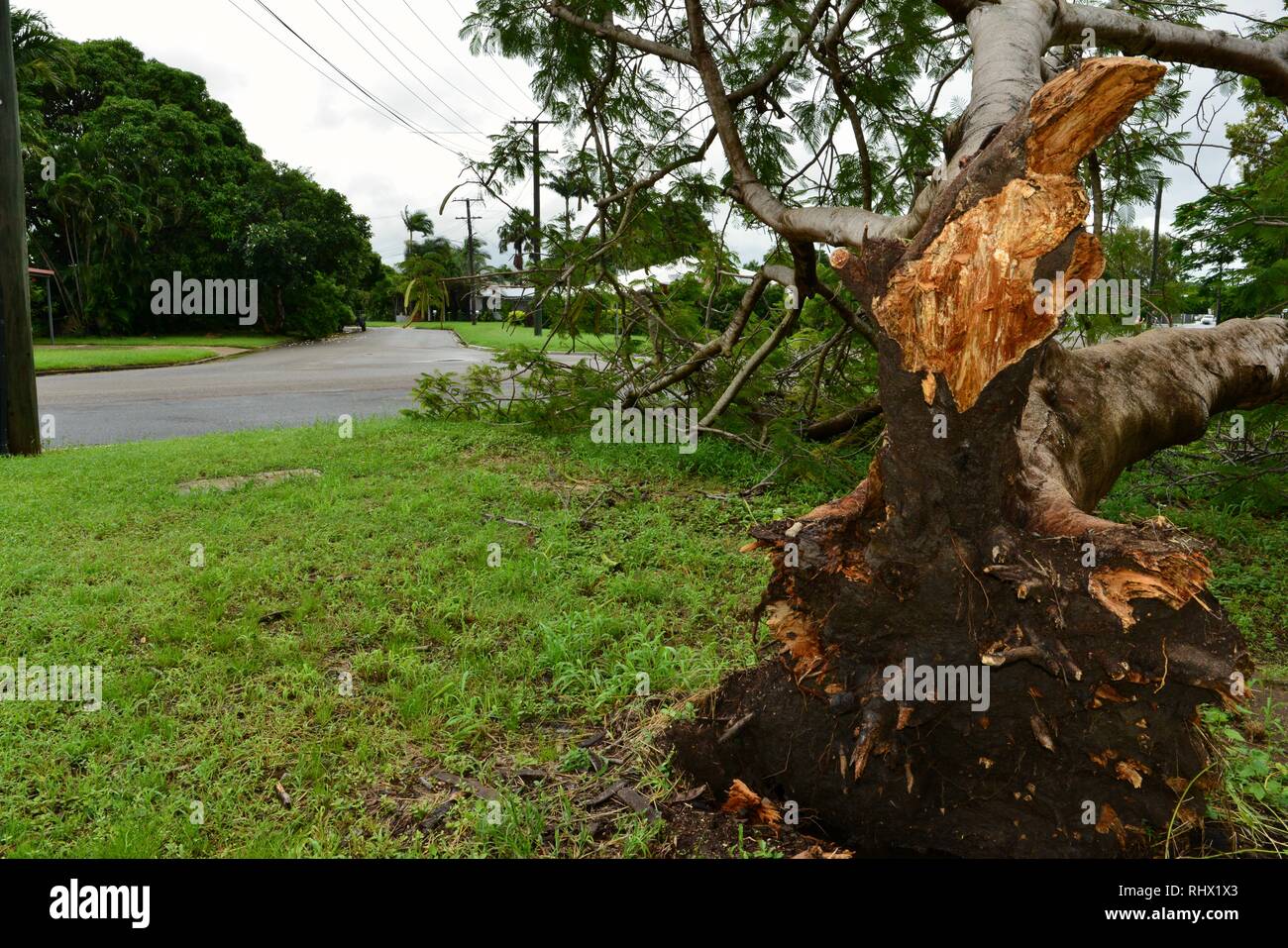 A tree that fell down due to waterlogged soils and wild weather during ...