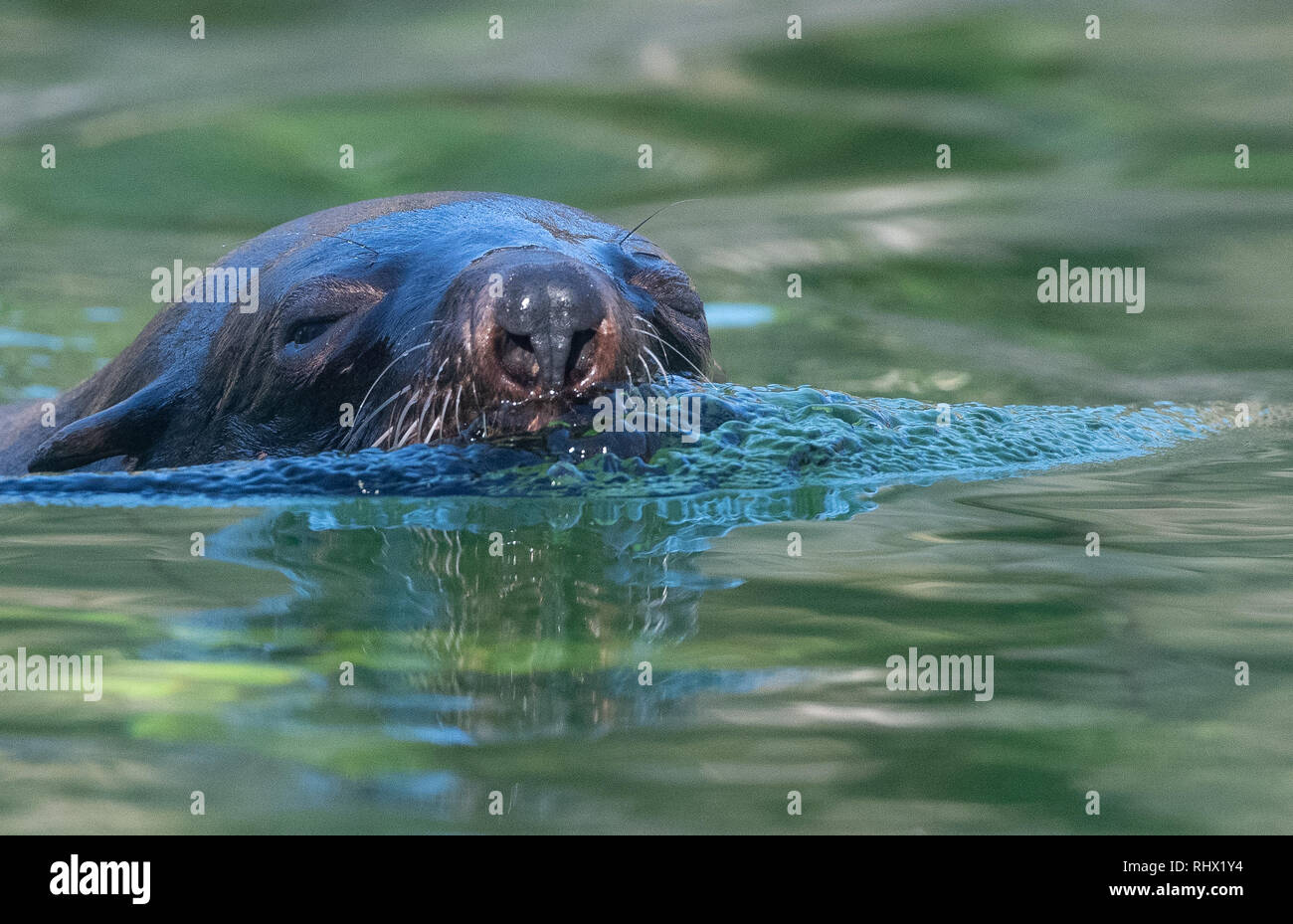Berlin, Germany. 04th Feb, 2019. A South African sea bear swims in its ...