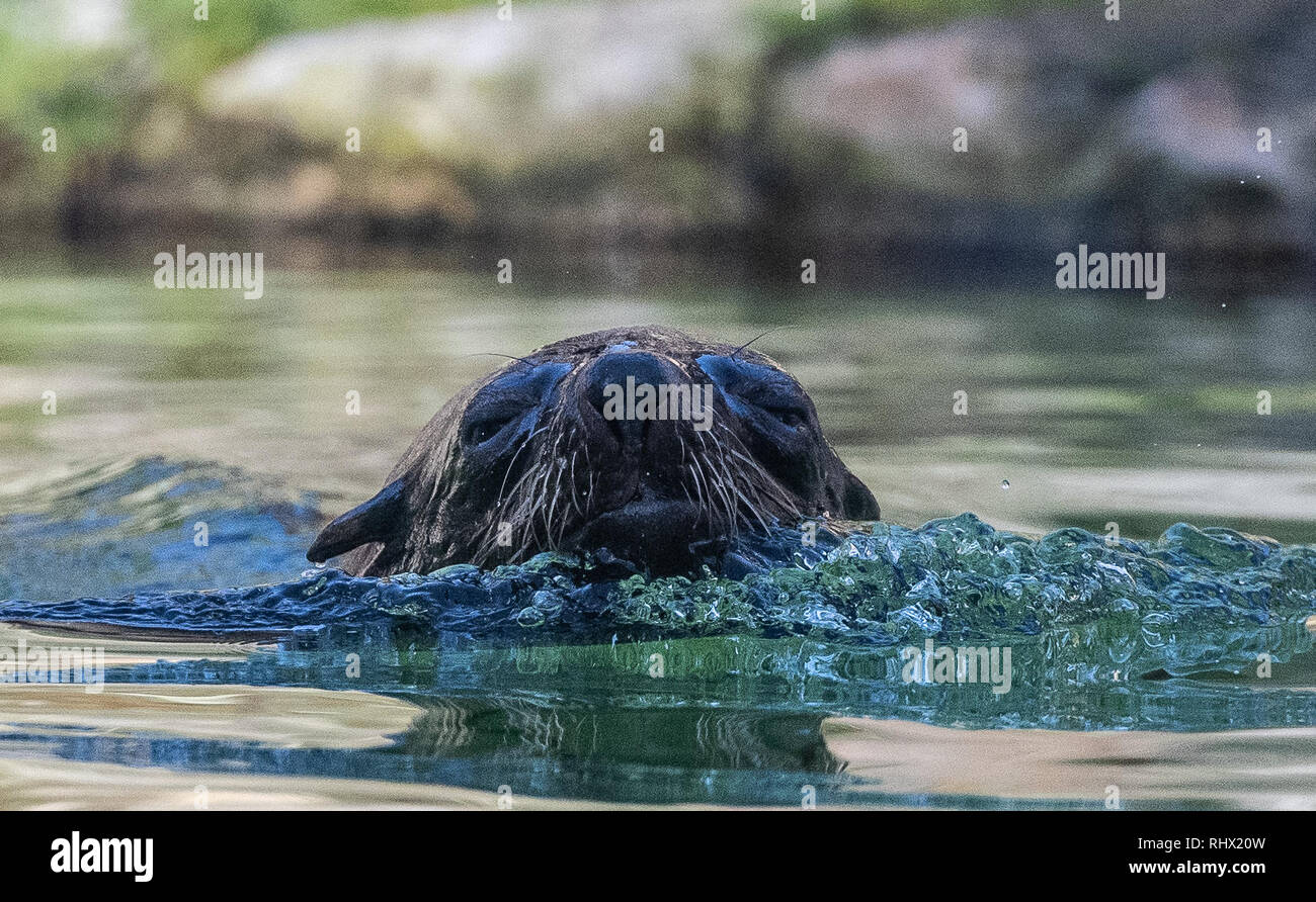 Berlin, Germany. 04th Feb, 2019. A South African sea bear swims in its ...