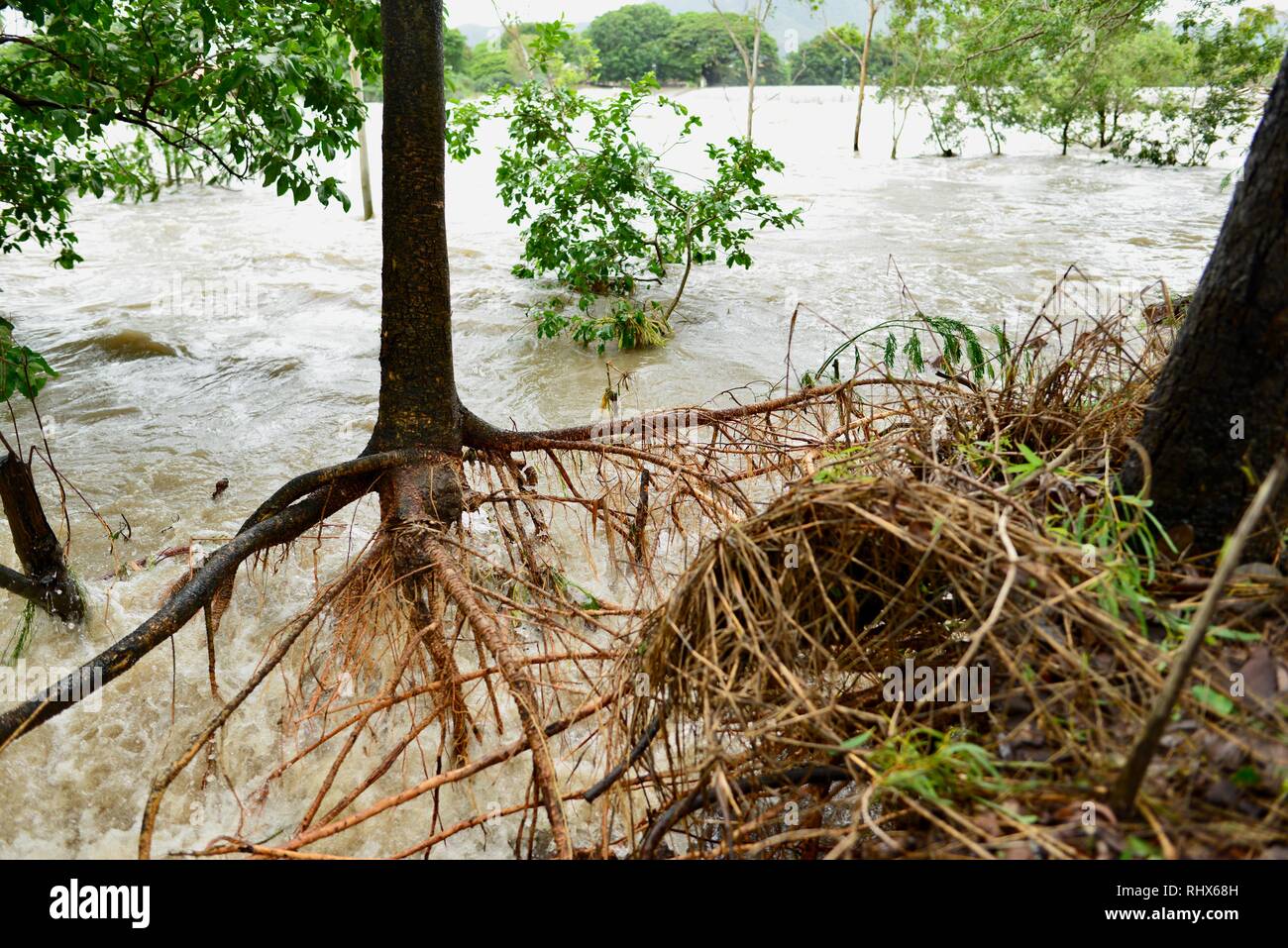 Tree roots exposed after flood waters swept away soil hi-res stock ...