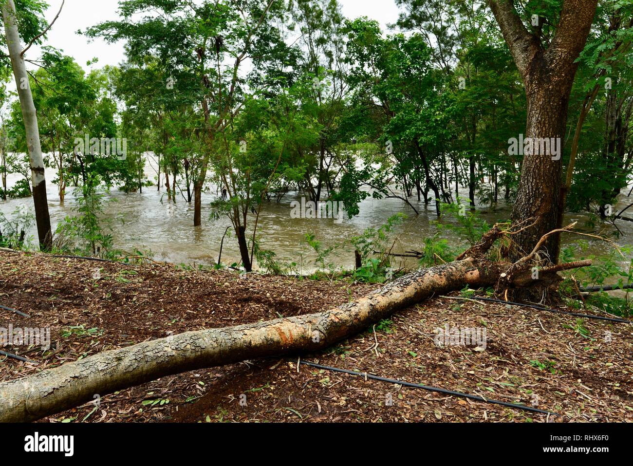 Tree roots exposed after flood waters swept away soil hi-res stock ...