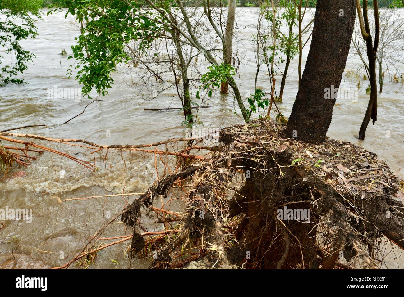 Tree roots exposed after flood waters swept away soil, Townsville ...