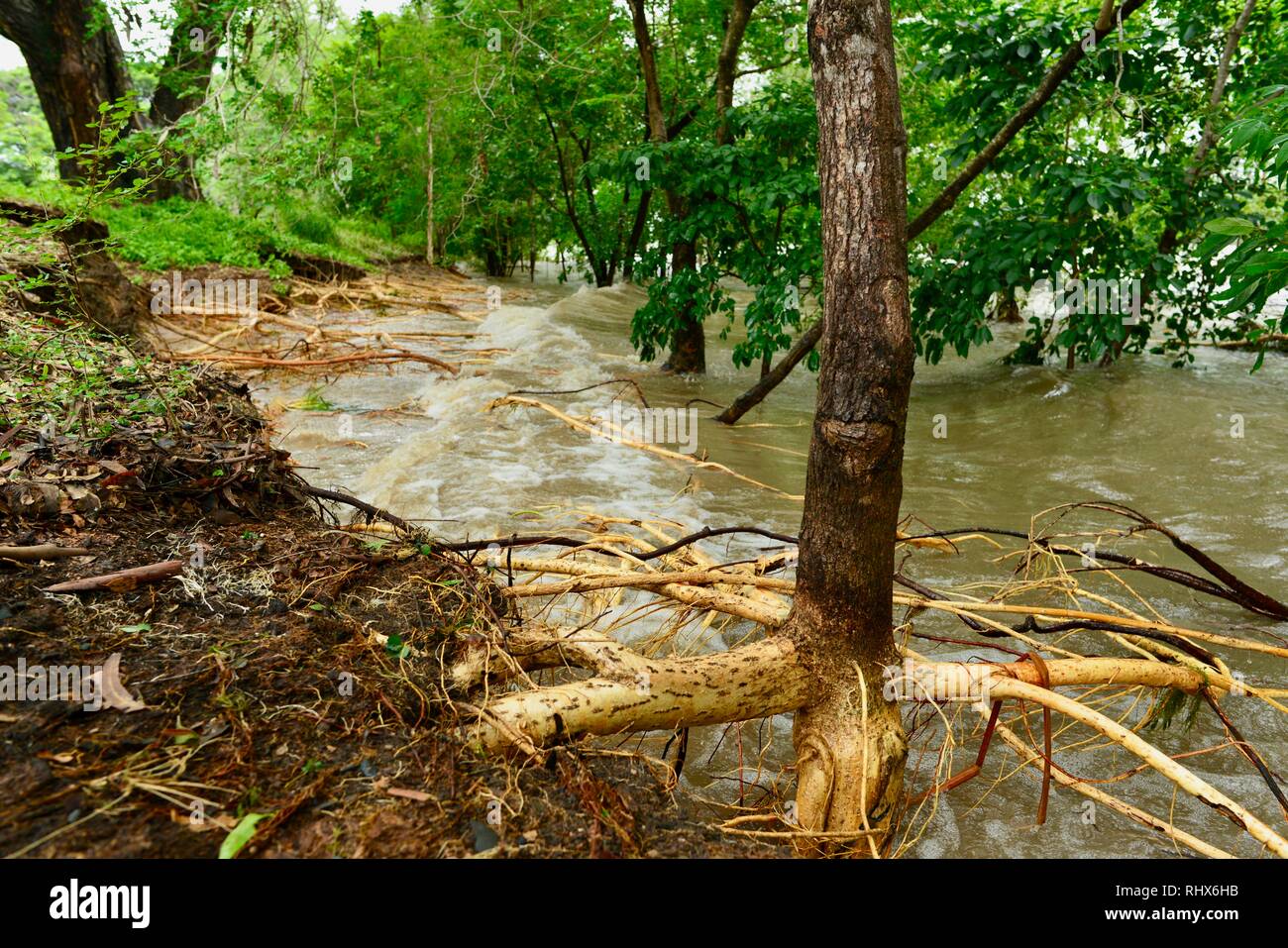 Tree roots exposed after flood waters swept away soil, Townsville ...