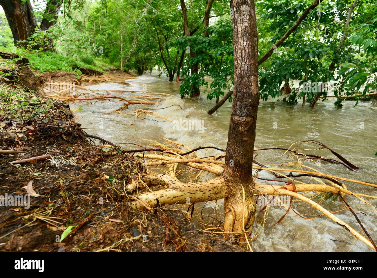 Tree roots exposed after flood waters swept away soil, Townsville ...