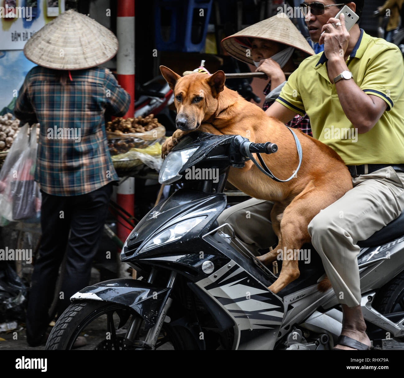 Hanoi, Vietnam. 4th Nov, 2018. A dog riding his scooter in the streets ...