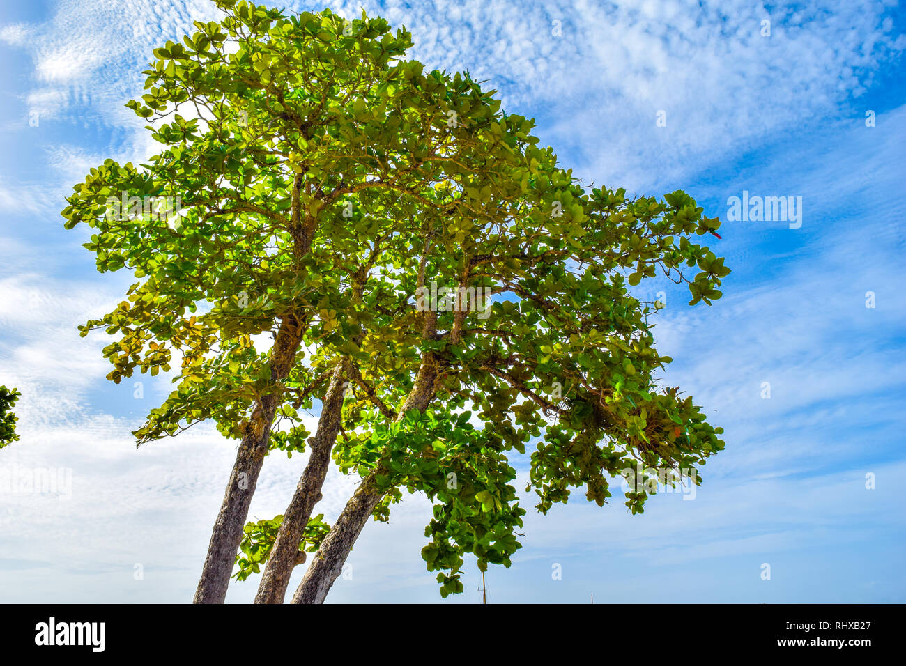 Tree with mango fruits in caribbean sea, many mangos in front of blue ...