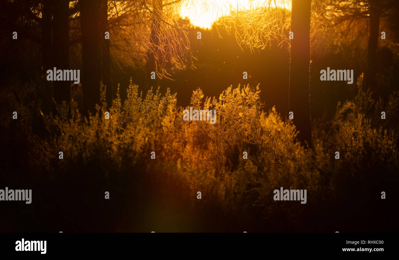 Light behind trees hi-res stock photography and images - Alamy