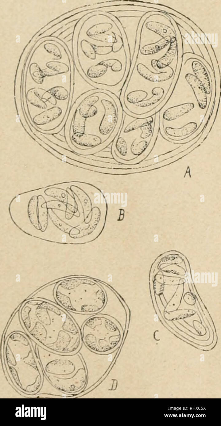 . Beitrge zur Kryptogamenflora der Schweiz. 196 iVphrocytiiim NiT?g ...