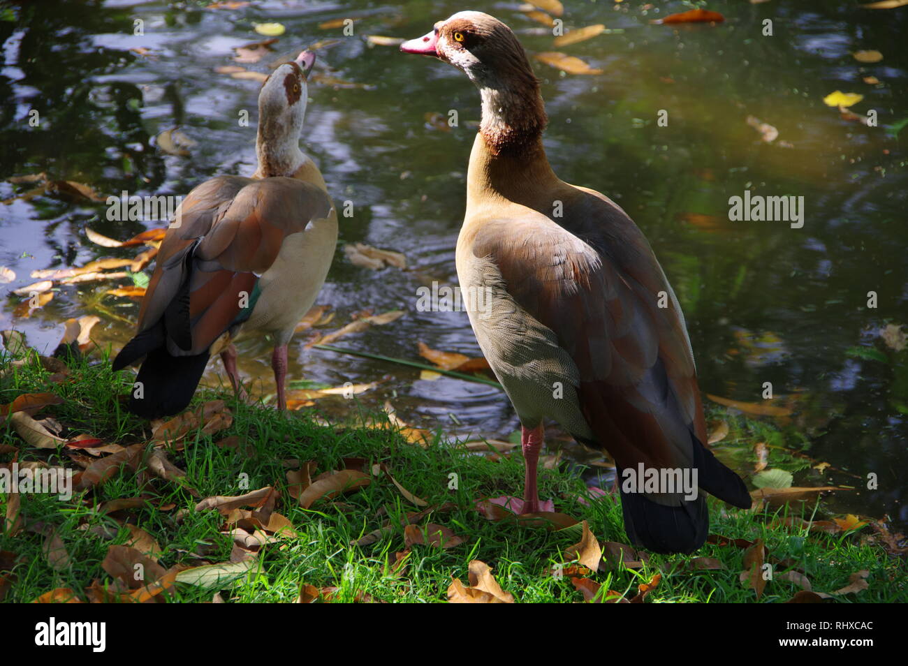 Geese couple in beautiful feather dress on the lake shore Stock Photo ...