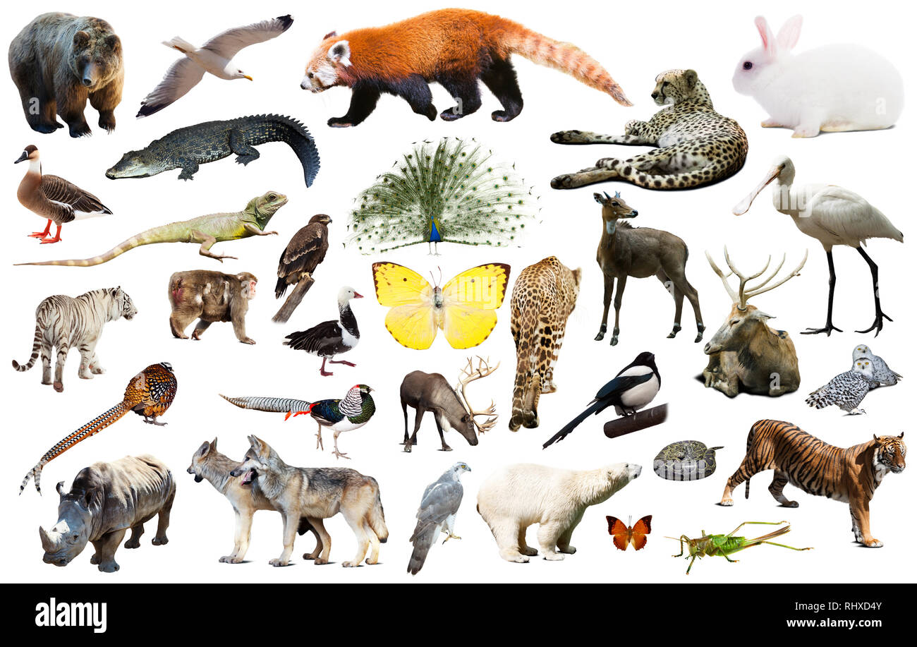 Set of various asian isolated wild animals including birds, mammals ...
