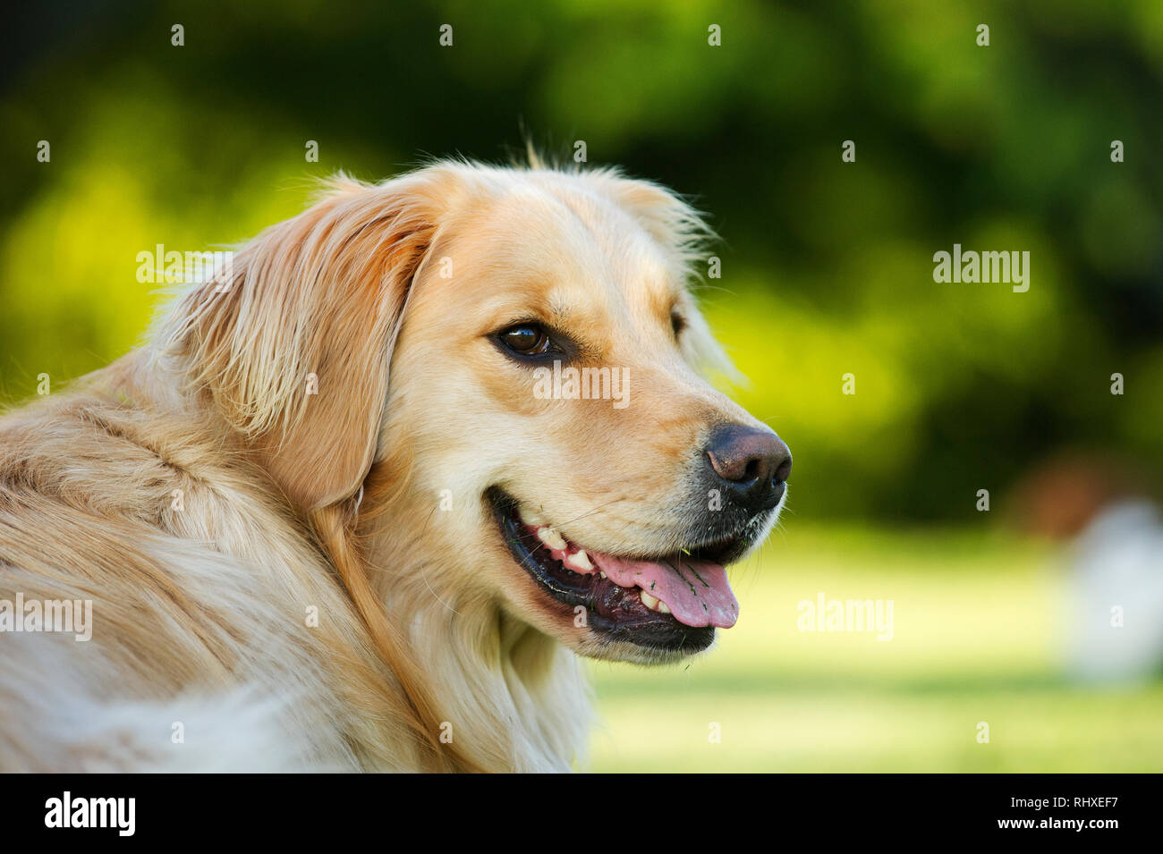Headshot of dog hi-res stock photography and images - Alamy
