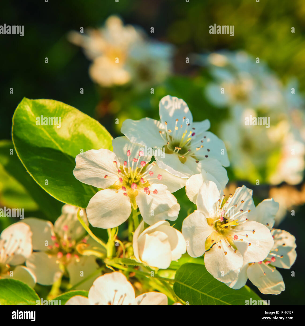 Square image of pear tree branch with white flowers and pink stamens in ...