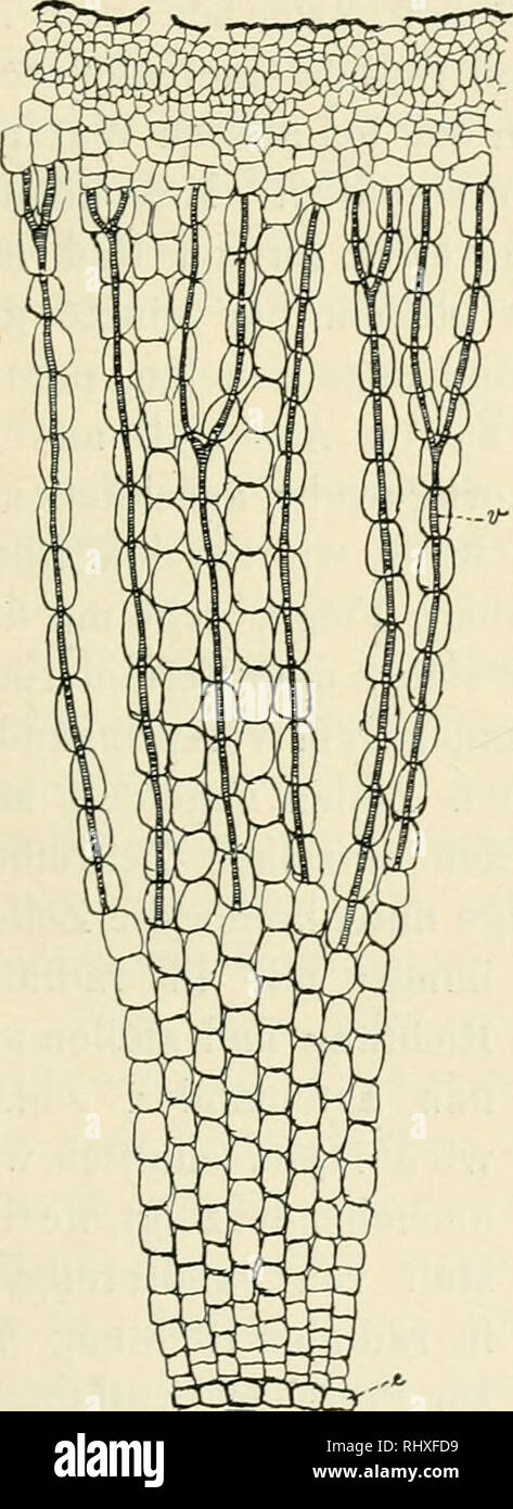 Phelloderm hi-res stock photography and images - Alamy