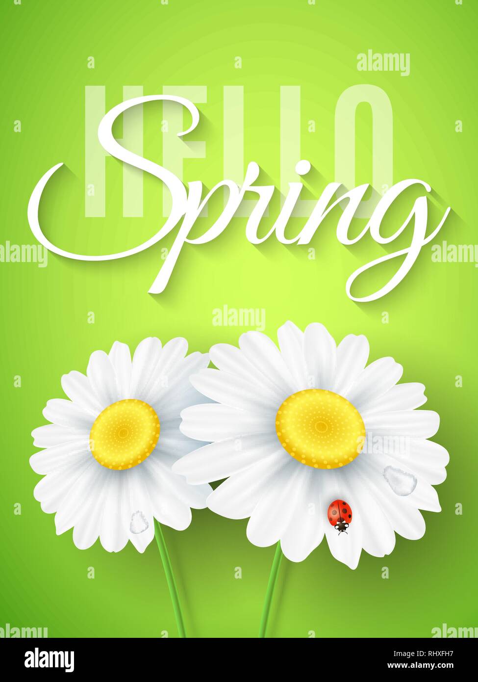 Hello Spring .Realistic daisy flowers on green background. Ladybug ...