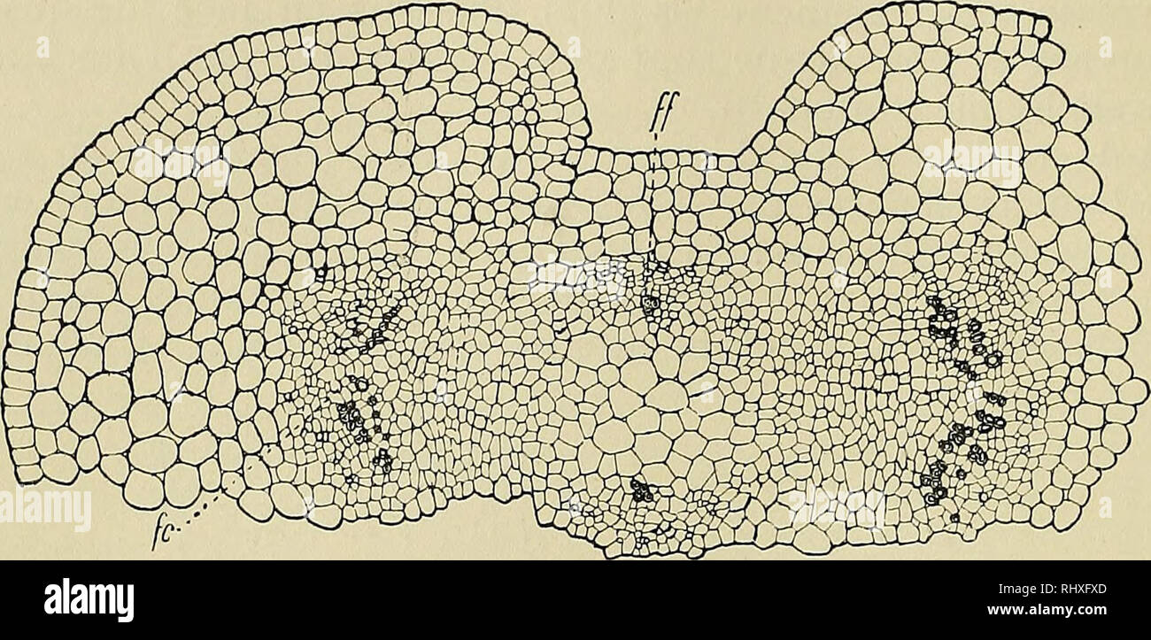 Hypocotyle hi-res stock photography and images - Alamy