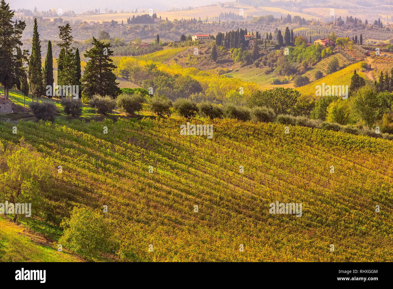 Tuscan autumn panoramic landscape with vineyards, cypress trees, houses ...