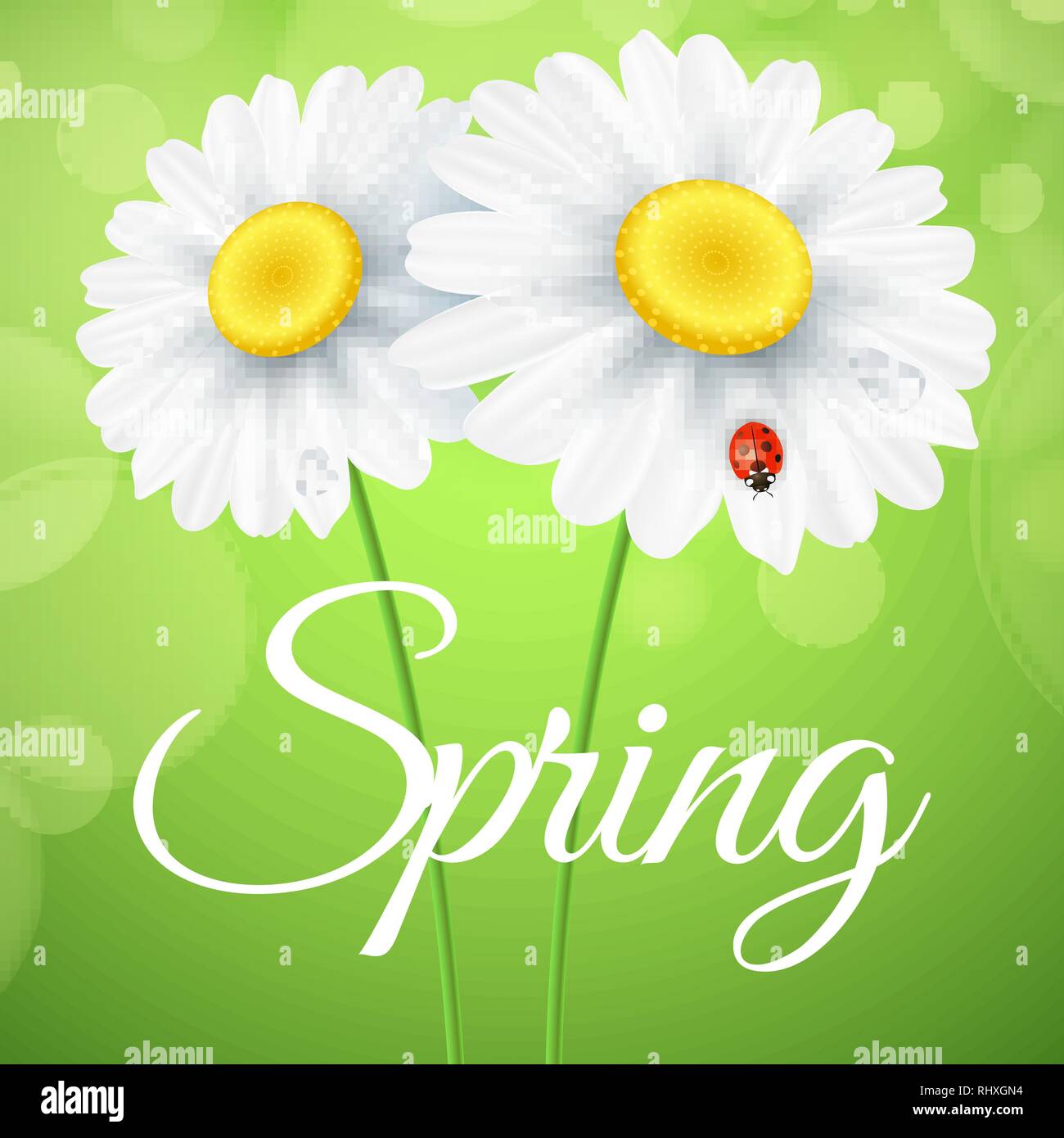 Spring greeting card. Ladybug creeps on the flowers. Realistic daisies ...