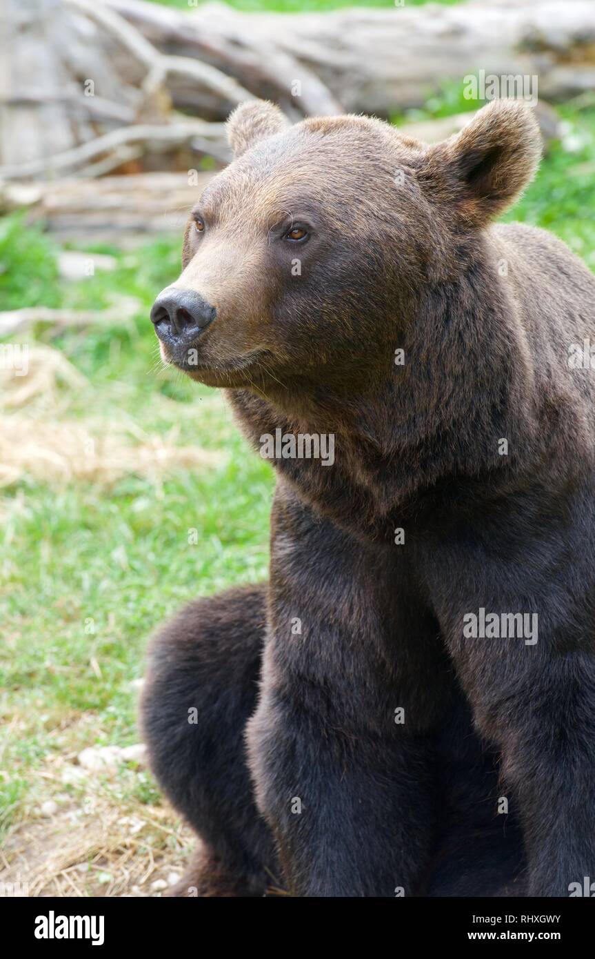 Close up of a grizzly bear, Pyrenees, France. Bear in captivity Stock ...