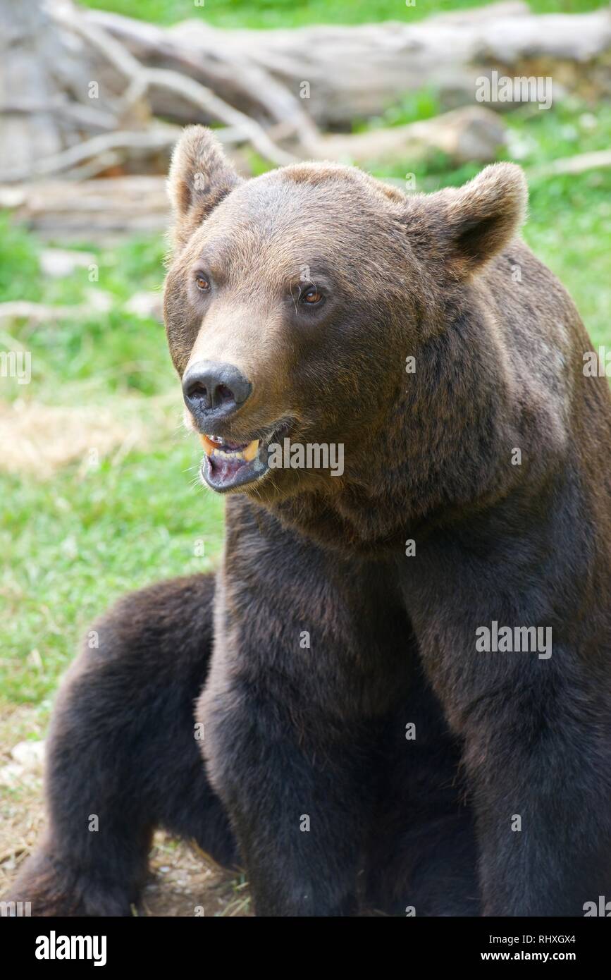 Close up of a grizzly bear, Pyrenees, France. Bear in captivity Stock ...