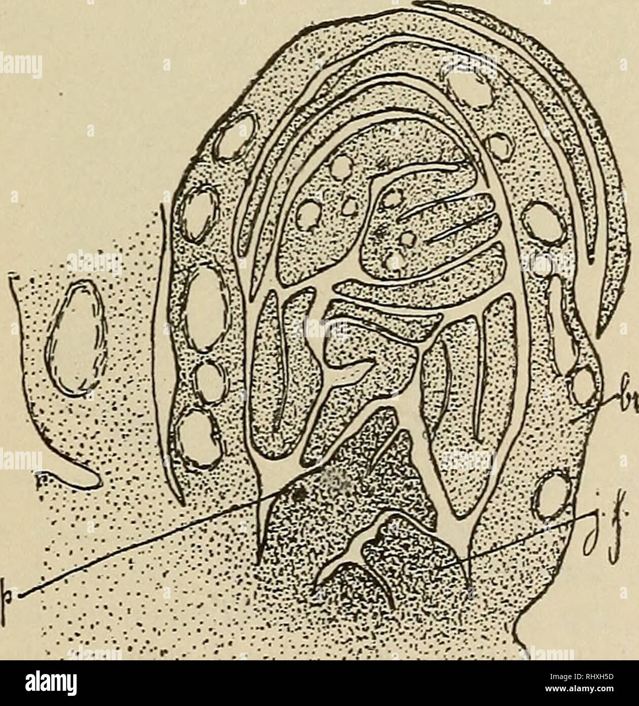 . Beihefte zum botanischen Centralblatt. Plants. Fig. 14. Sect ...
