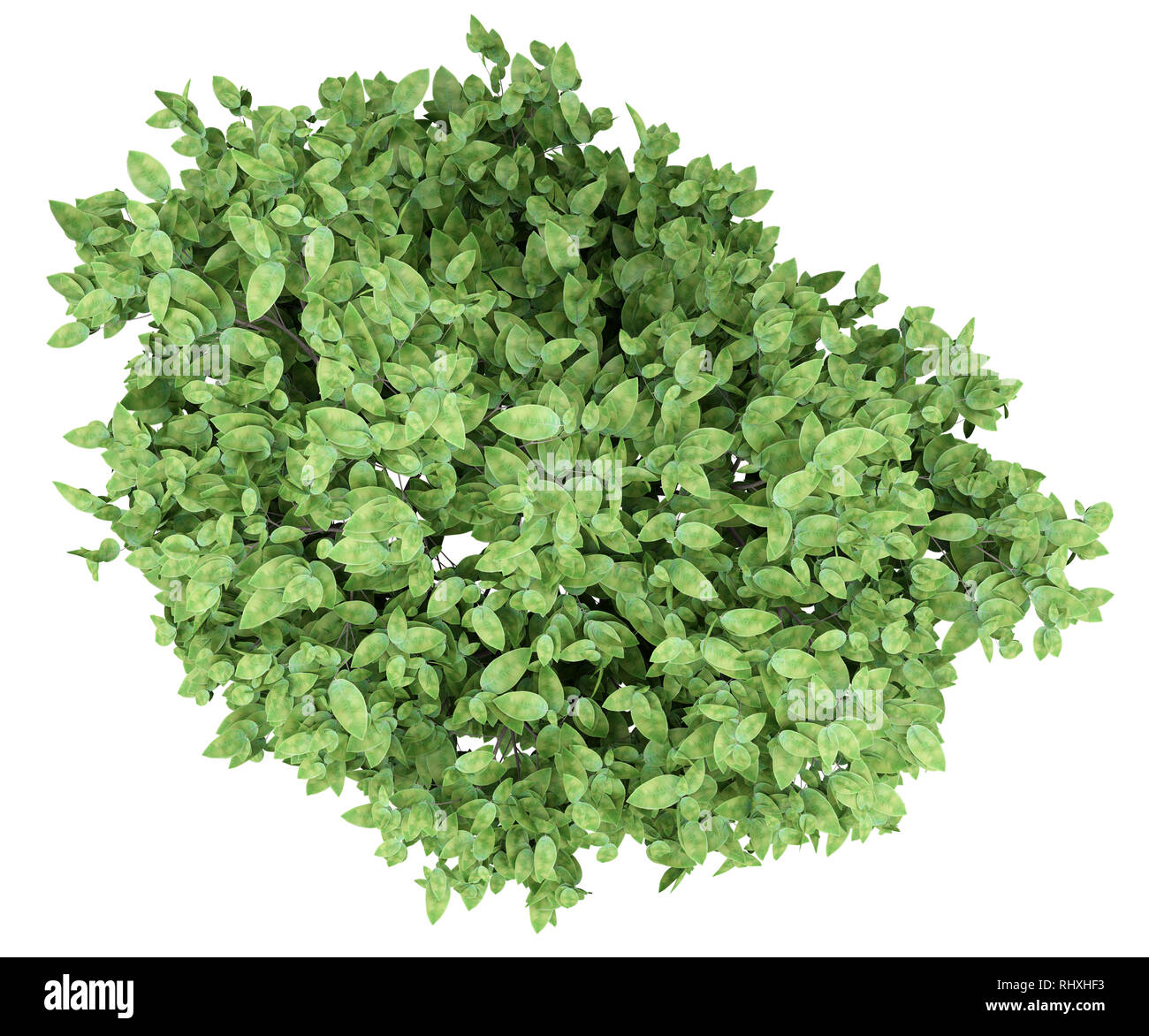 pomelo tree isolated on white background. top view. 3d illustration ...