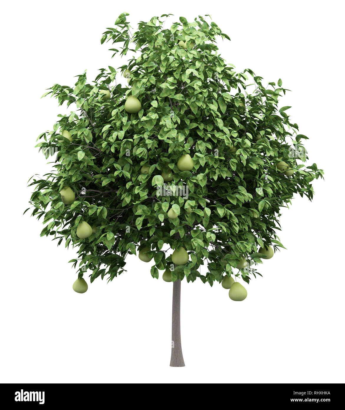 pomelo tree with fruits isolated on white background. 3d illustration ...